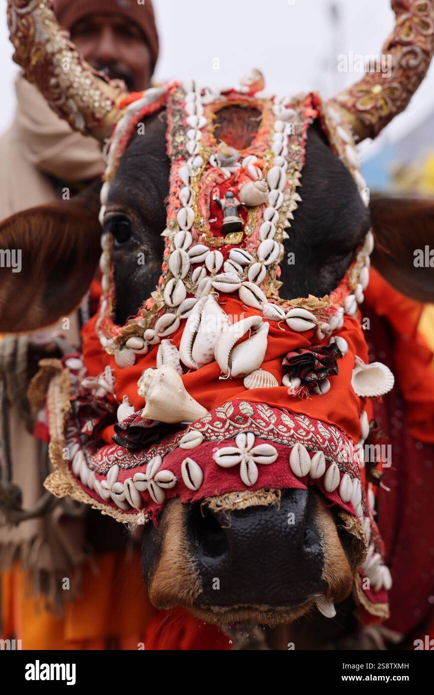 Sacred cow, Maha Kumbh Mela, Prayagraj, Uttar Pradesh, India. Hindu ...