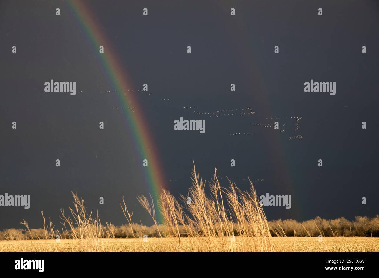 Sandhill cranes flying through rainbow in Nebraska during spring ...
