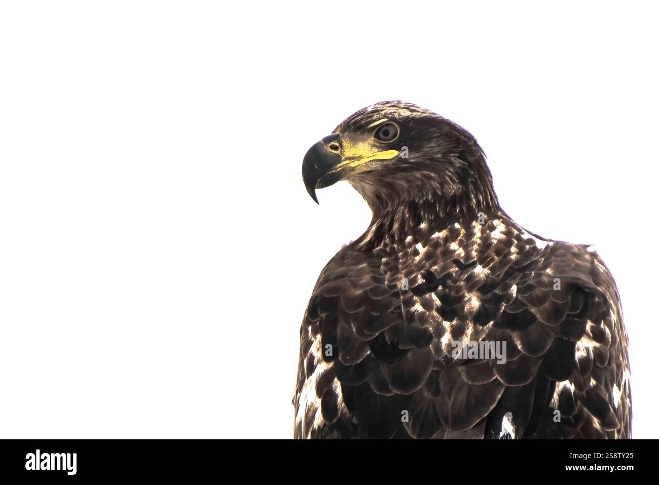 Bald eagle in Nebraska during spring migration Stock Photo - Alamy