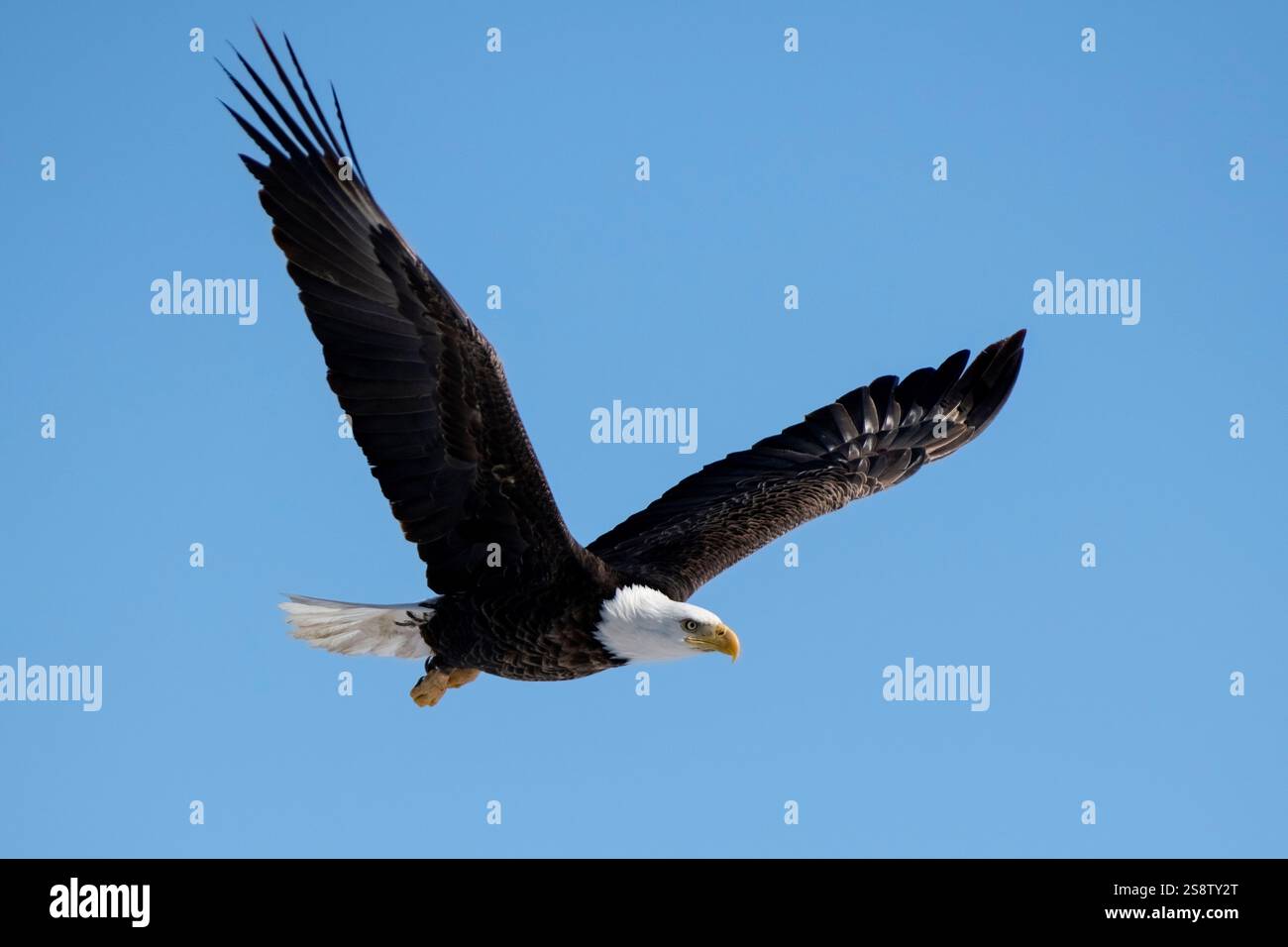 Bald eagle in Nebraska during spring migration Stock Photo - Alamy