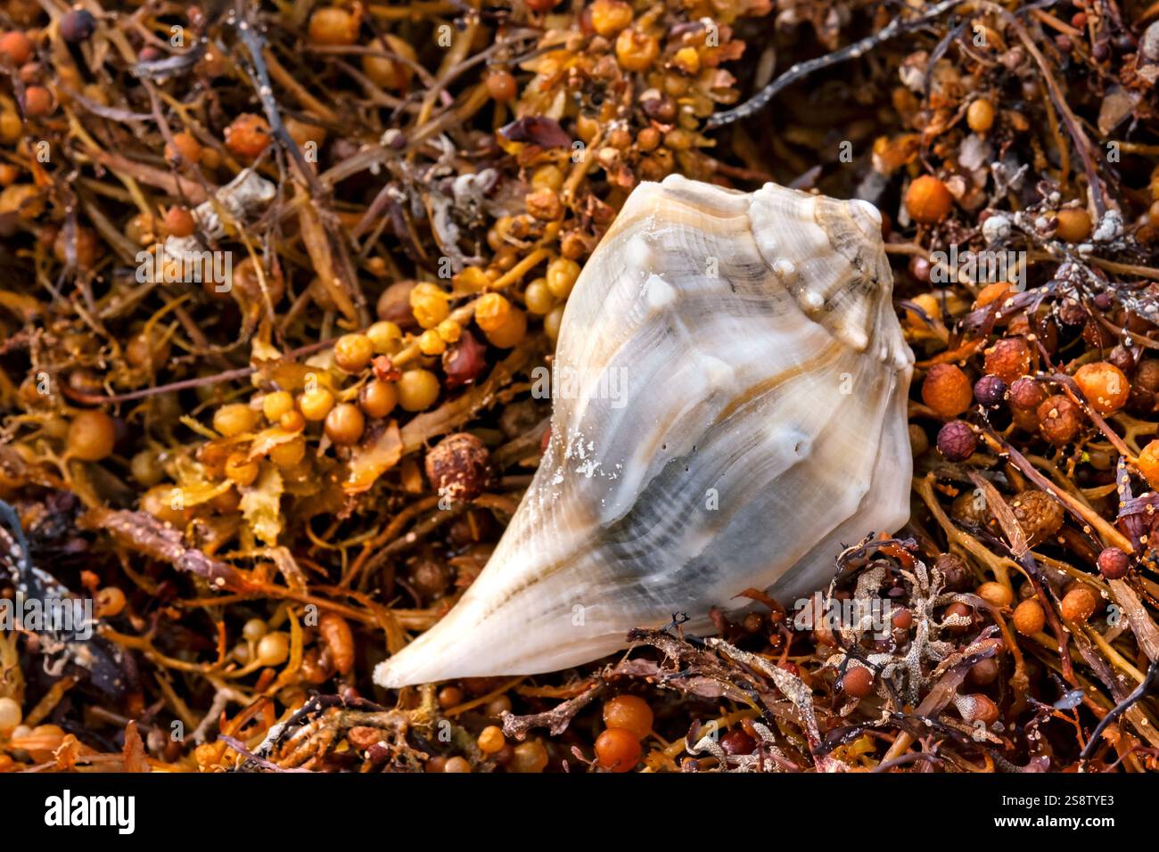 True Whelk shell among Broad-leafed gulfweed Stock Photo - Alamy
