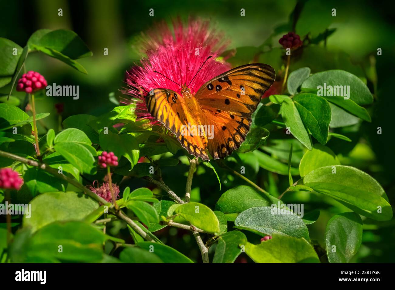 Gulf Fritillary on a Red powderpuff plant Stock Photo - Alamy