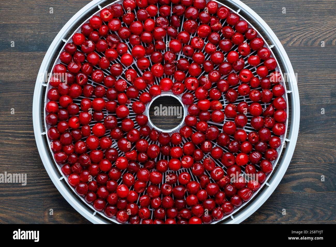 Prepared ripe red pitted cherries on a drying tray for dehydrator ...