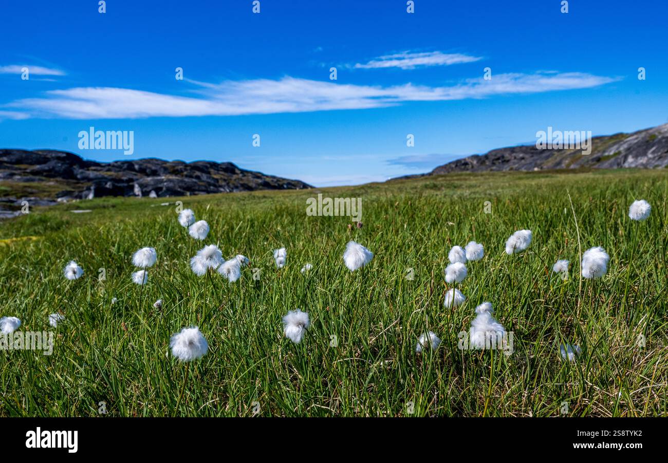Cotton grass thrives in a lush green field under a bright blue sky in ...