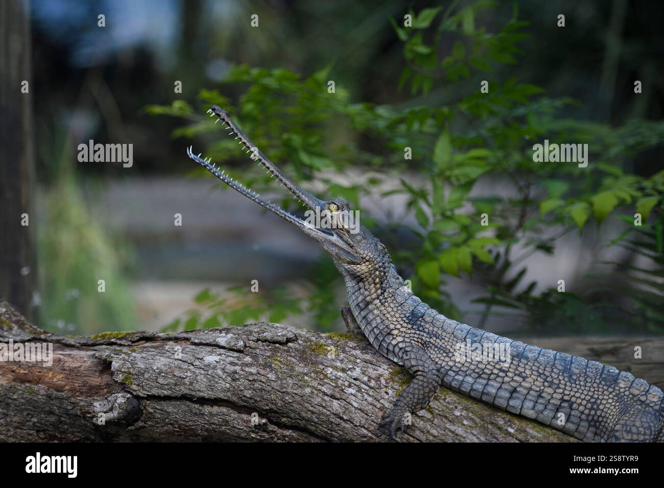 Gharial crocodile sitting on a log with his long, narrow snout open ...