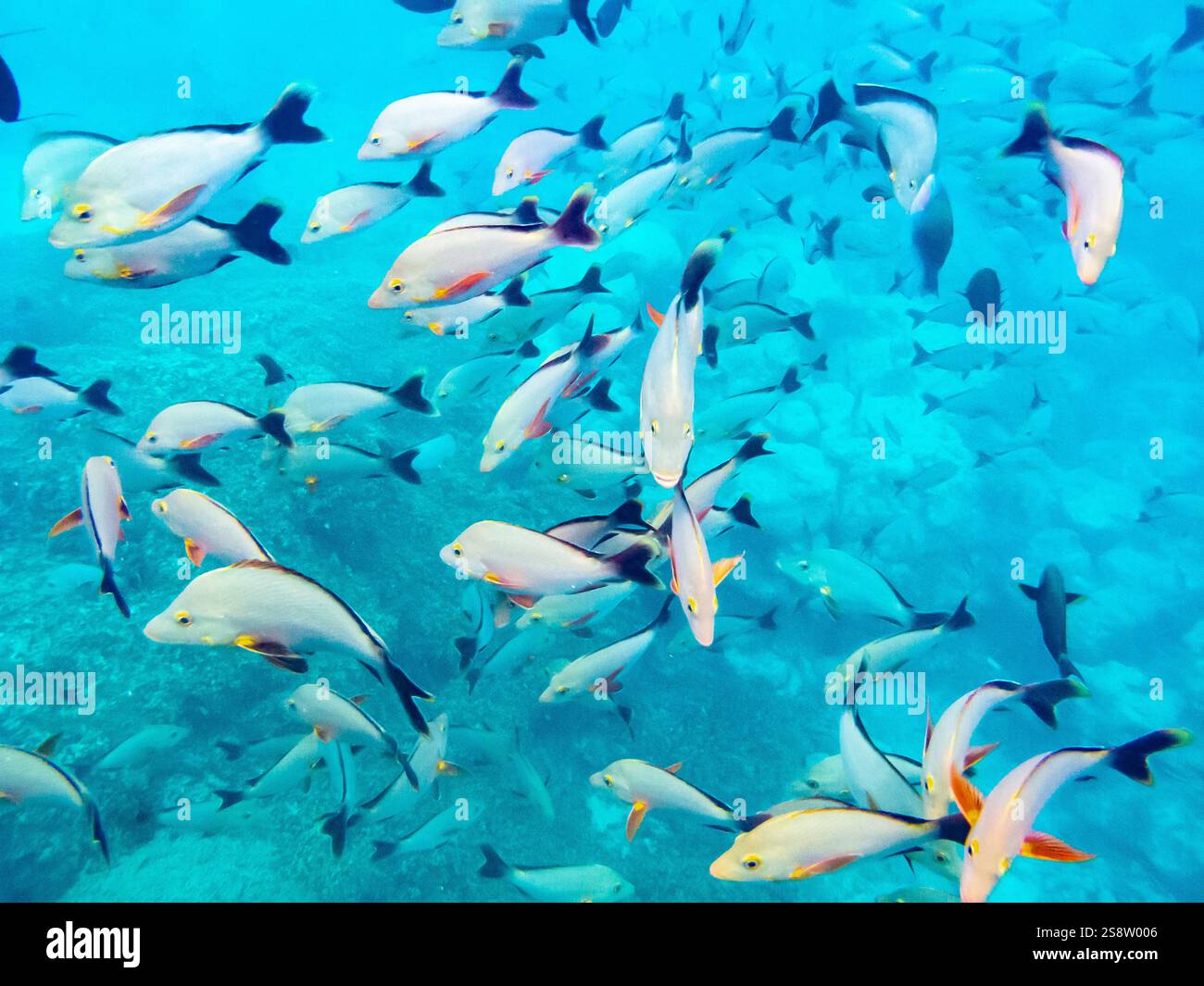 French Polynesia, Rangiroa Atoll. The Aquarium, Humpback red snapper ...