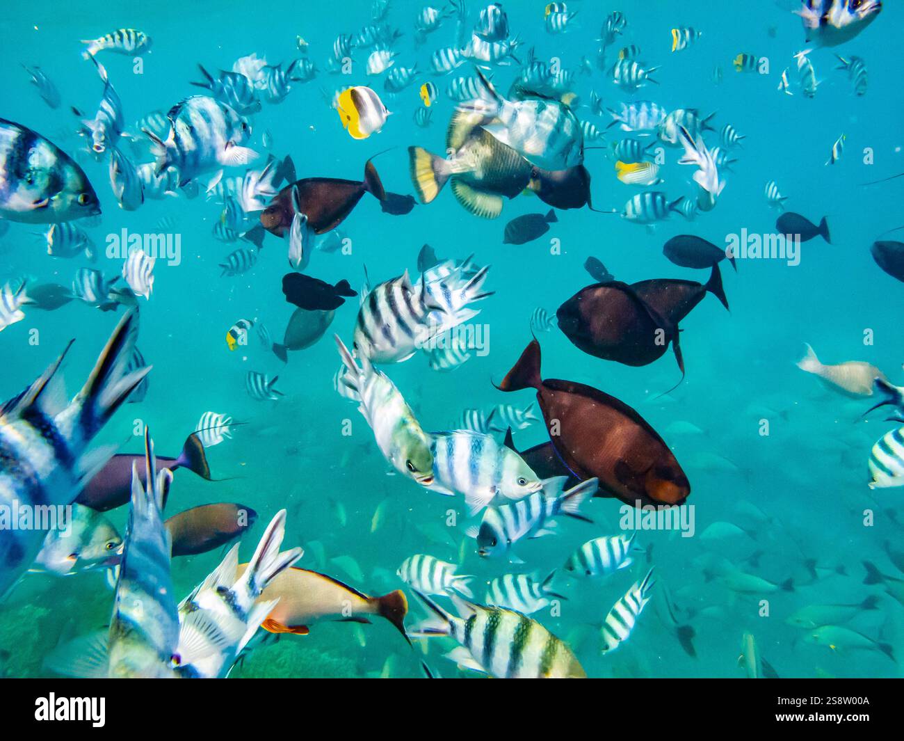 French Polynesia, Rangiroa Atoll. The Aquarium, variety of fish ...