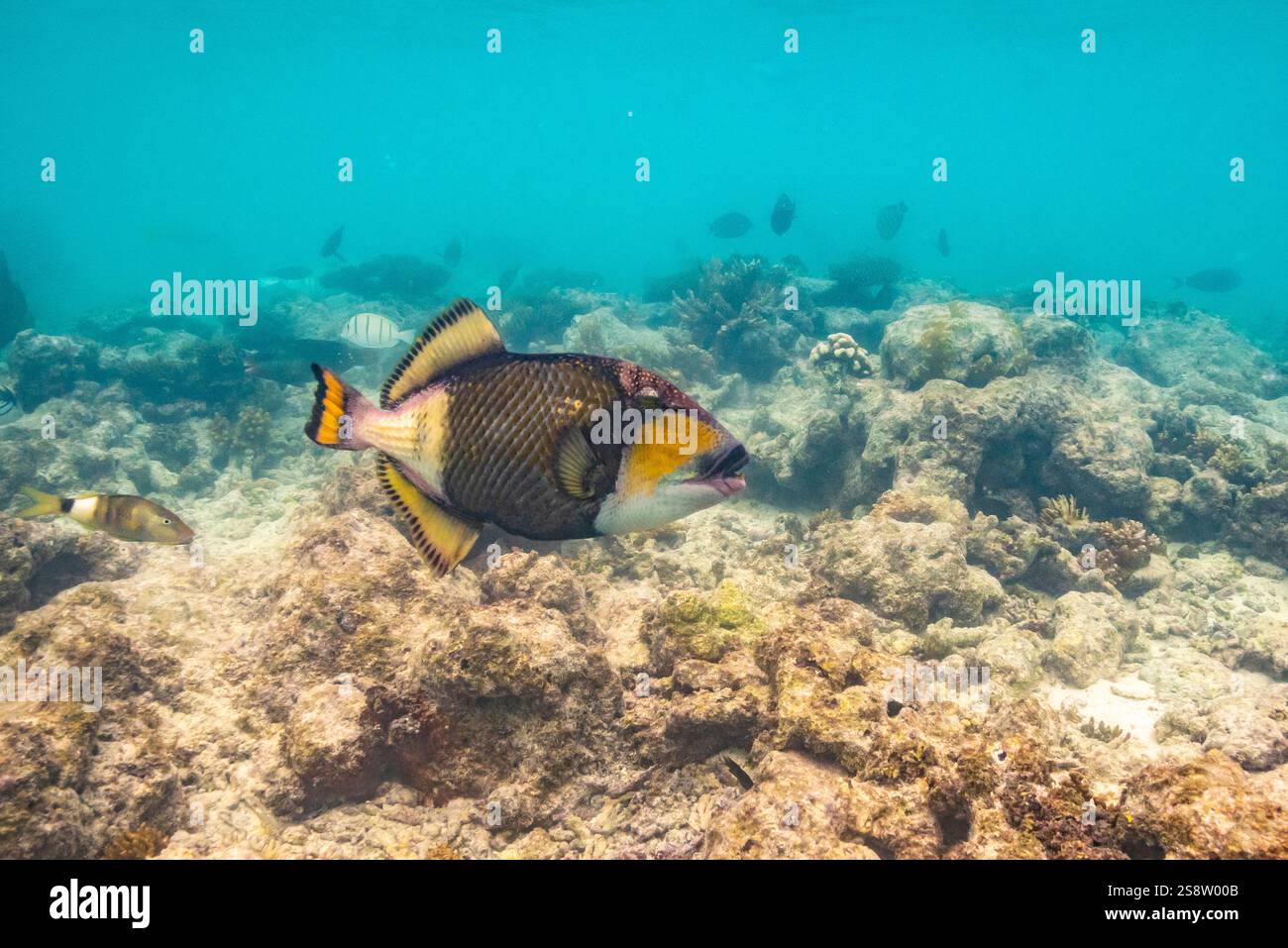 French Polynesia, Rangiroa Atoll. Titan triggerfish close-up Stock ...