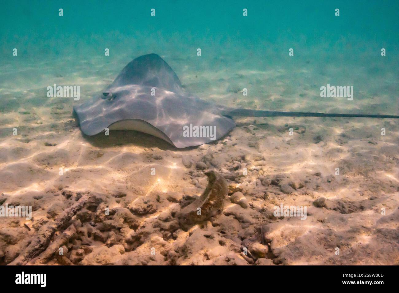 French Polynesia, Rangiroa Atoll, Blue Lagoon. Stingray swimming on ...
