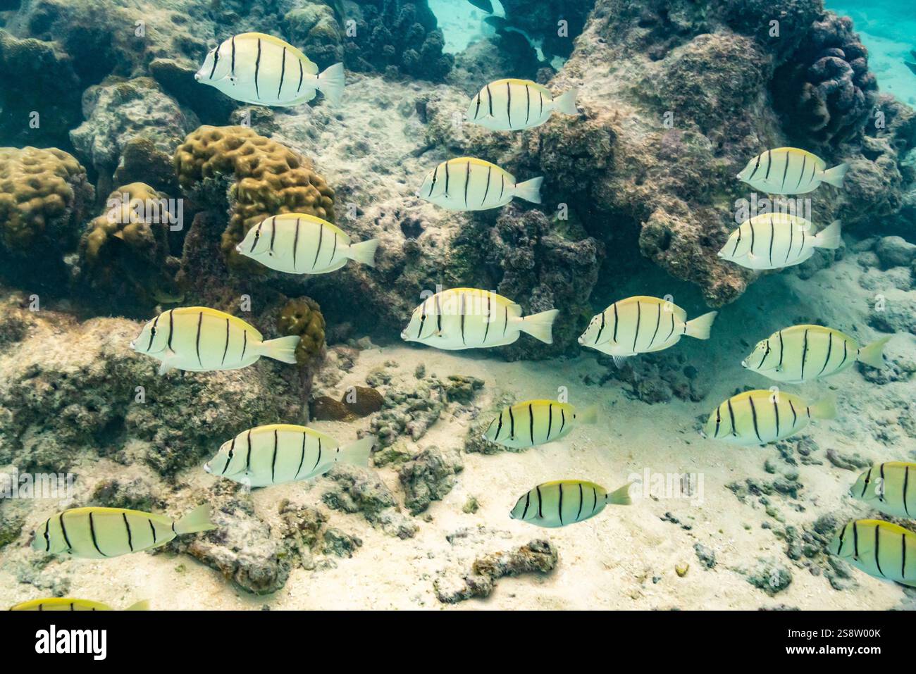 French Polynesia, Rangiroa Atoll. School of convict tang fish Stock ...