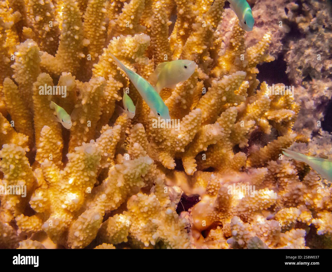 French Polynesia, Rangiroa Atoll, Blue Lagoon. Green chromis fish and ...