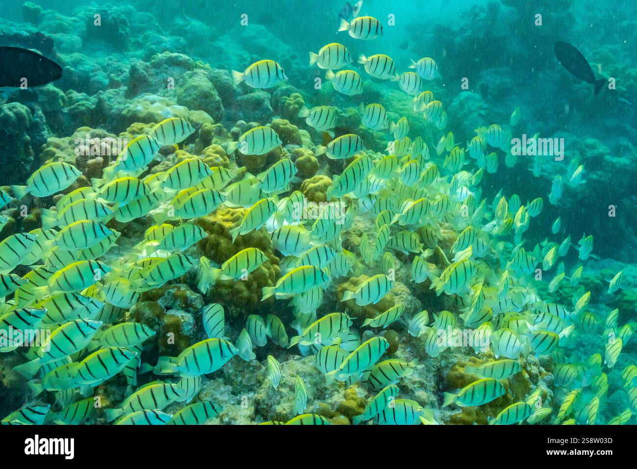 French Polynesia, Rangiroa Atoll. School of convict tang fish Stock ...