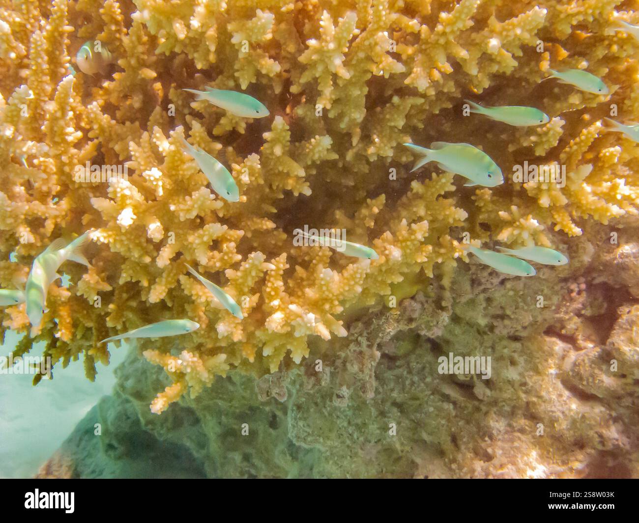 French Polynesia, Rangiroa Atoll, Blue Lagoon. Green chromis fish and ...