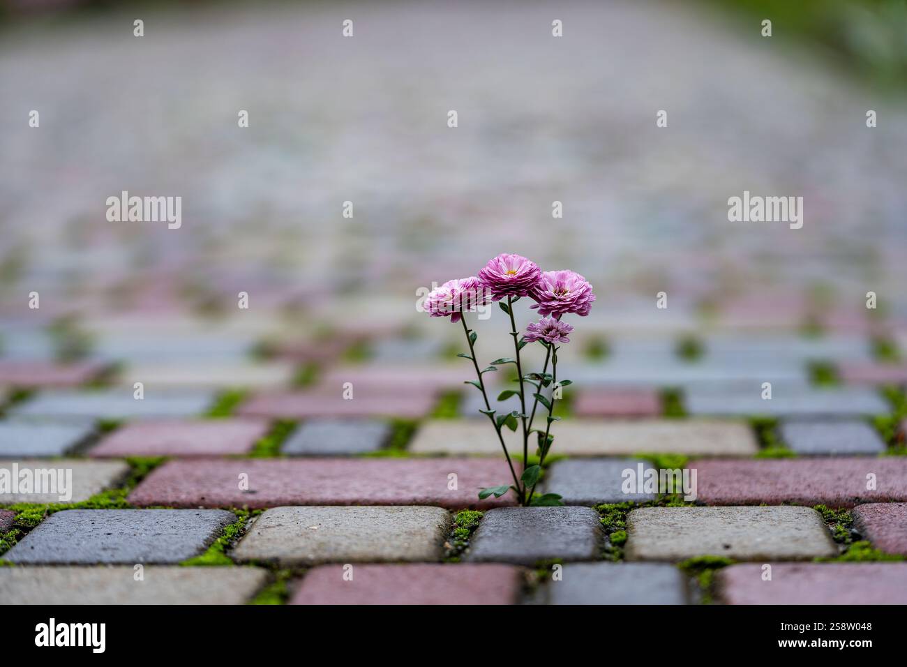 Pink chrysanthemum growing through paving stones on street, close up ...