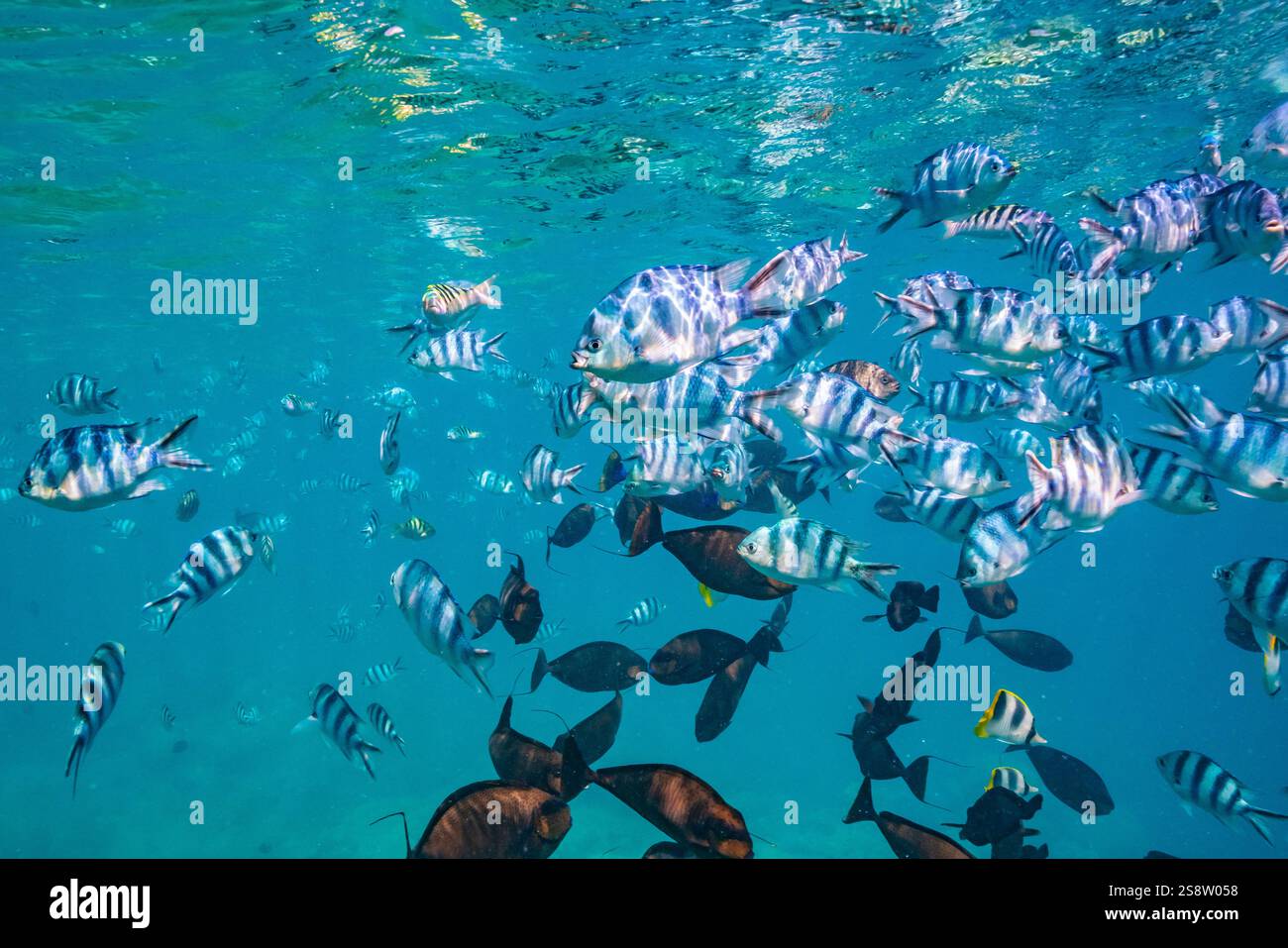 French Polynesia, Rangiroa Atoll. The Aquarium, variety of fish ...