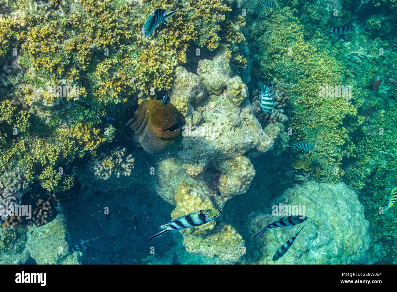 French Polynesia, Rangiroa Atoll. The Aquarium, Giant moray eel head ...