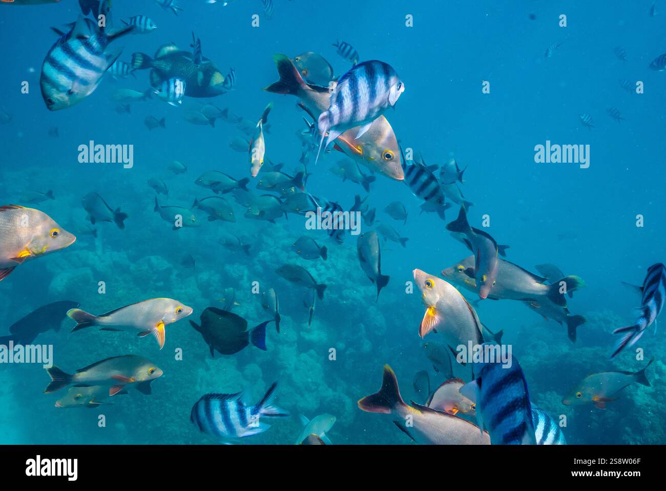 French Polynesia, Rangiroa Atoll. The Aquarium, variety of fish ...