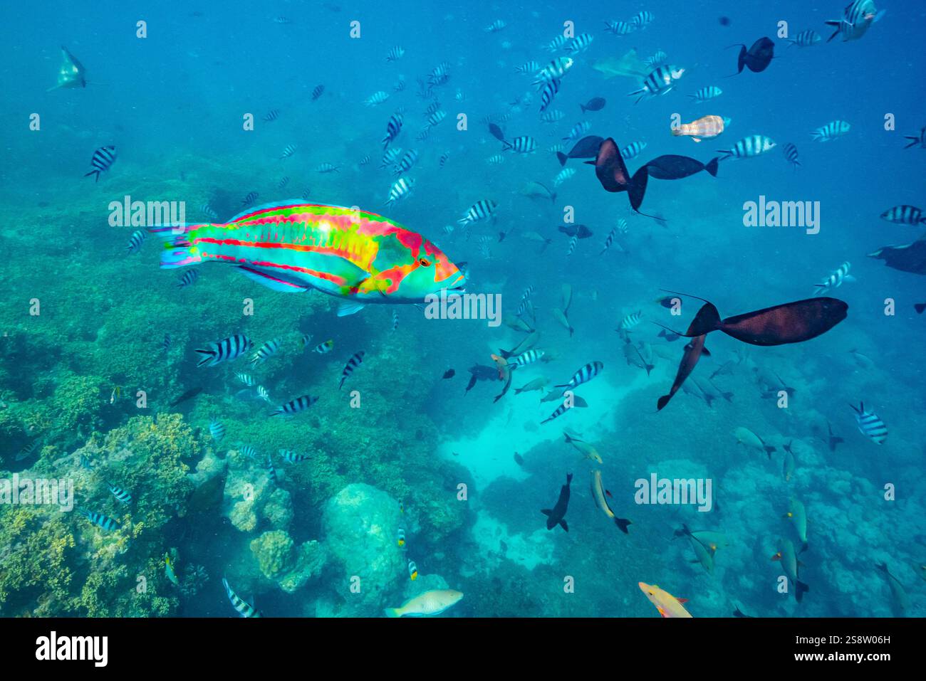 French Polynesia, Rangiroa Atoll. The Aquarium, Colorful surge wrasse ...