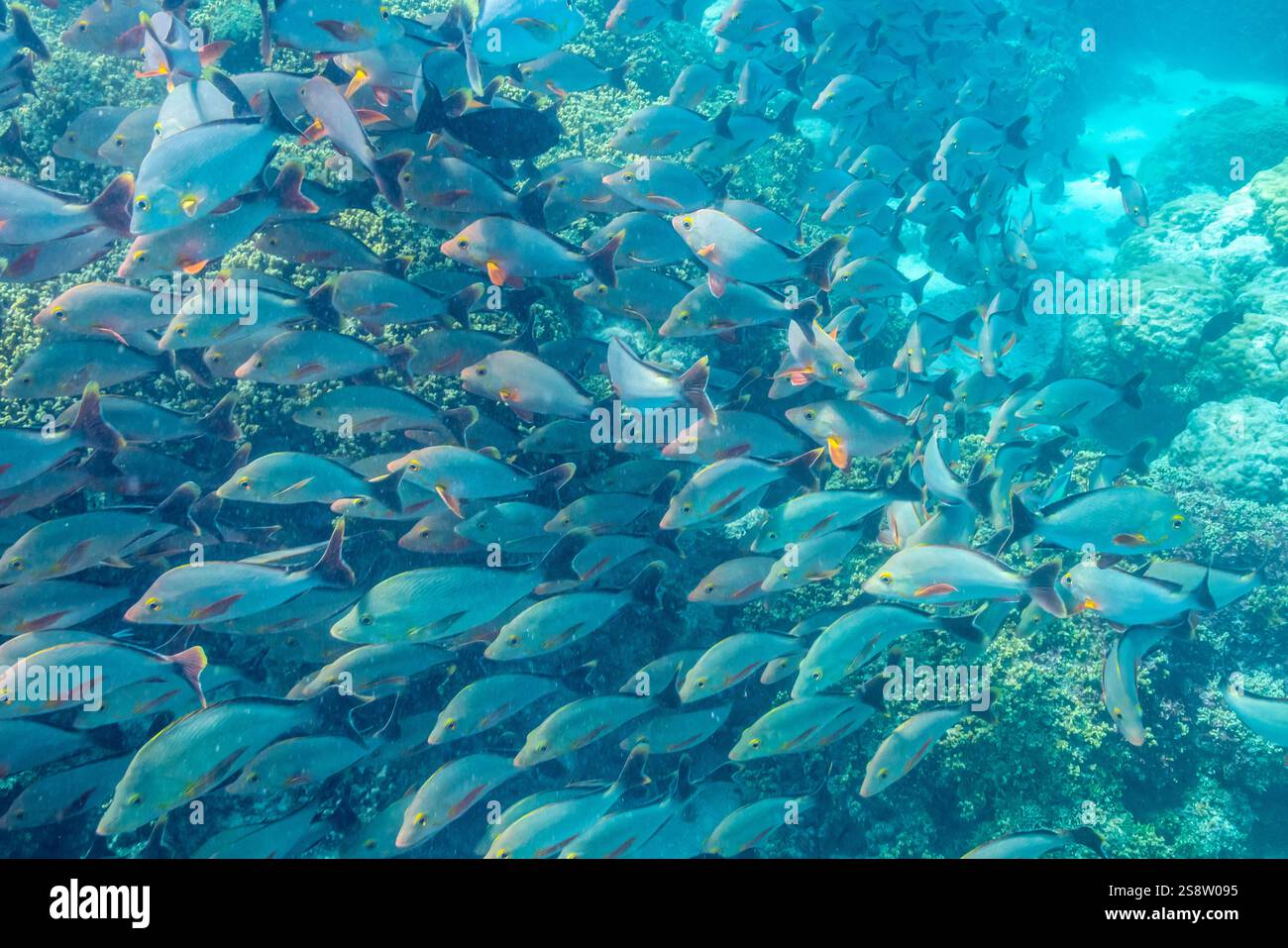 French Polynesia, Rangiroa Atoll. The Aquarium, School of humpback red ...