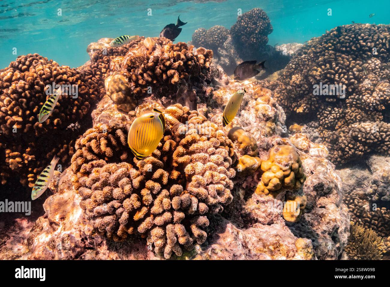 French Polynesia, Rangiroa Atoll. The Aquarium, Fish and coral ...