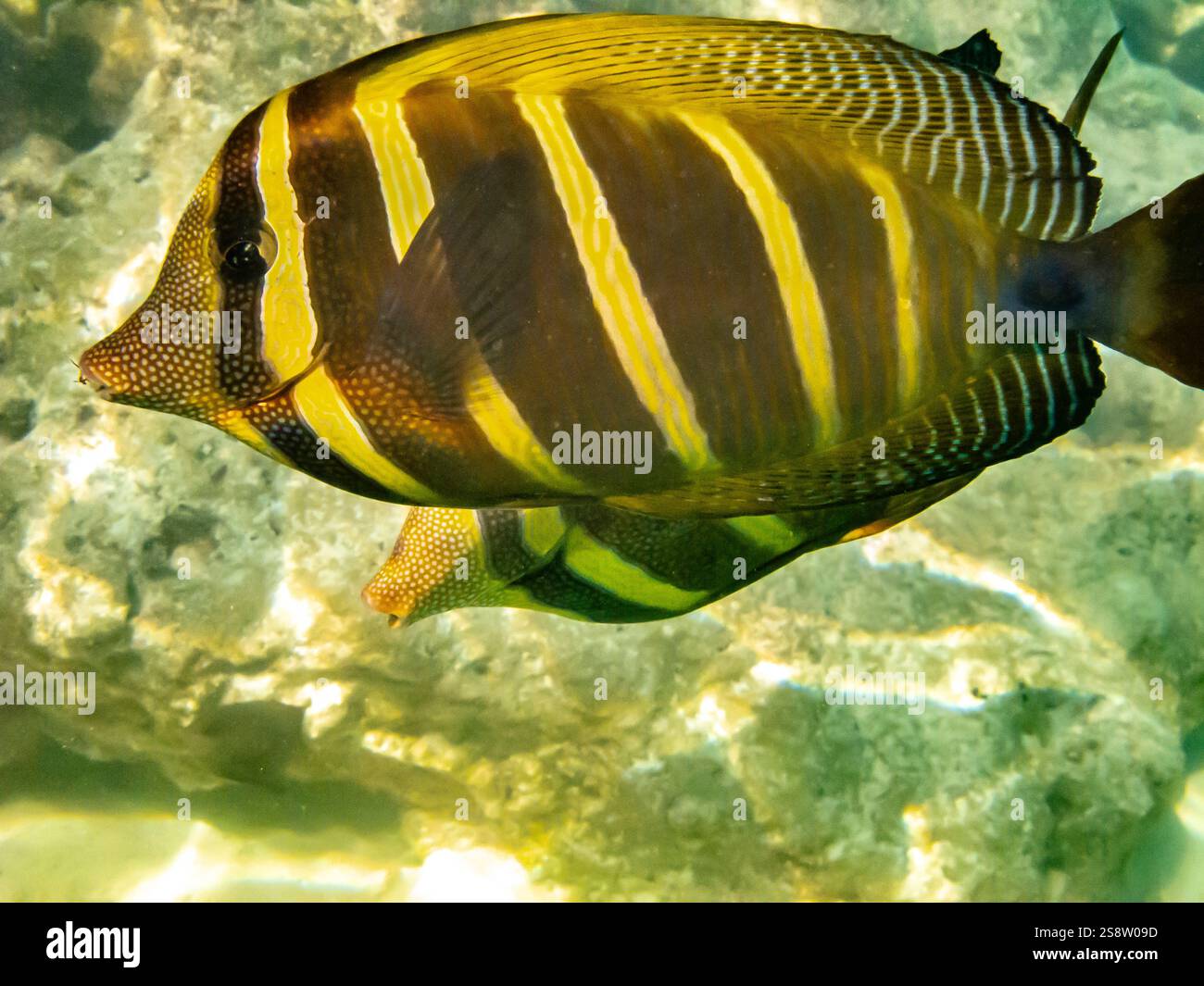French Polynesia, Rangiroa Atoll. Sailfin tang fish close-up Stock ...