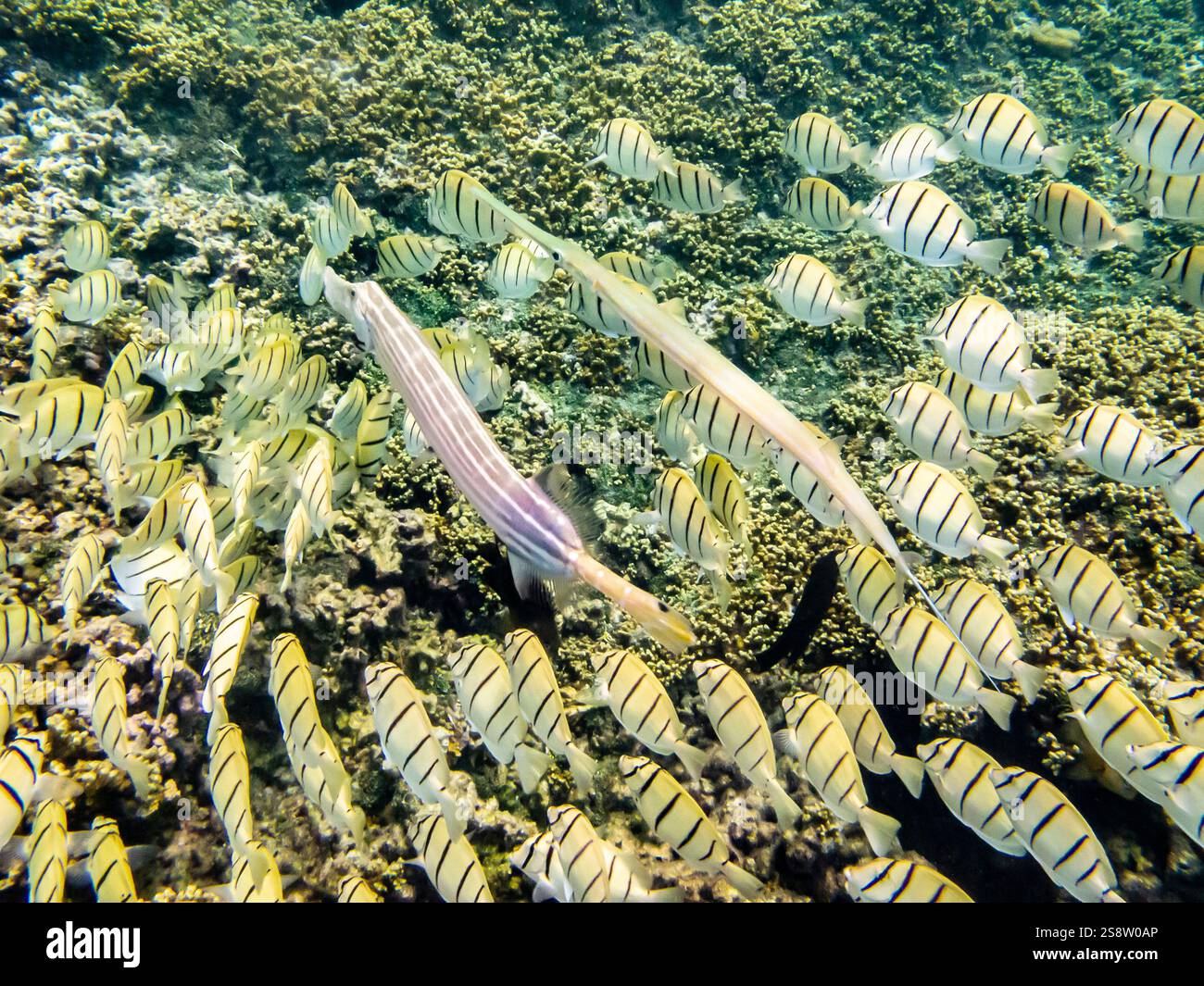 French Polynesia, Rangiroa Atoll. The Aquarium, variety of fish ...