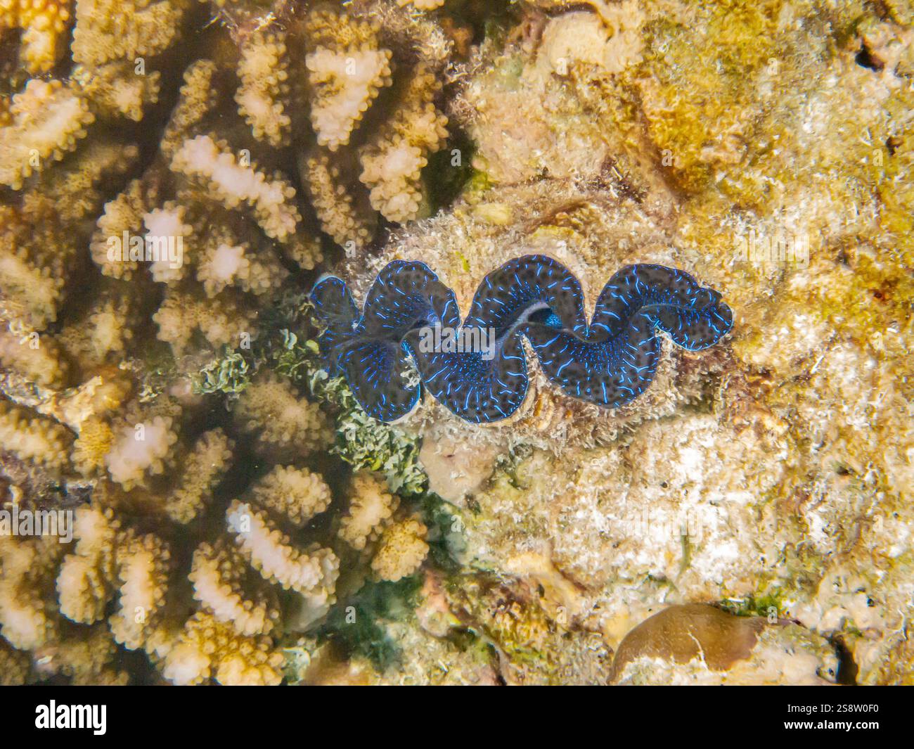 French Polynesia, Rangiroa Atoll. The Aquarium, Giant clam and coral ...