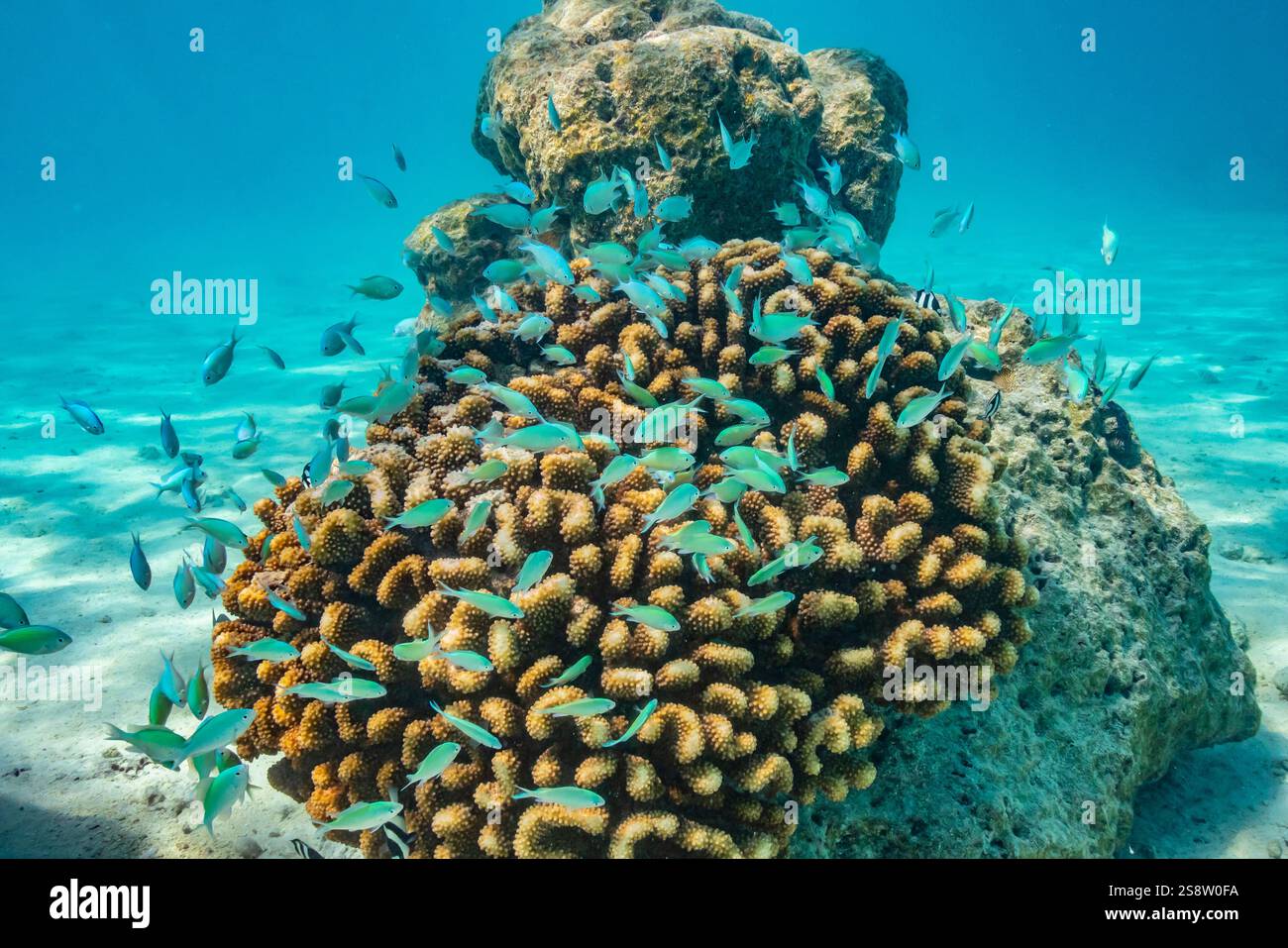 French Polynesia, Rangiroa Atoll. The Aquarium, Green chromis fish and ...