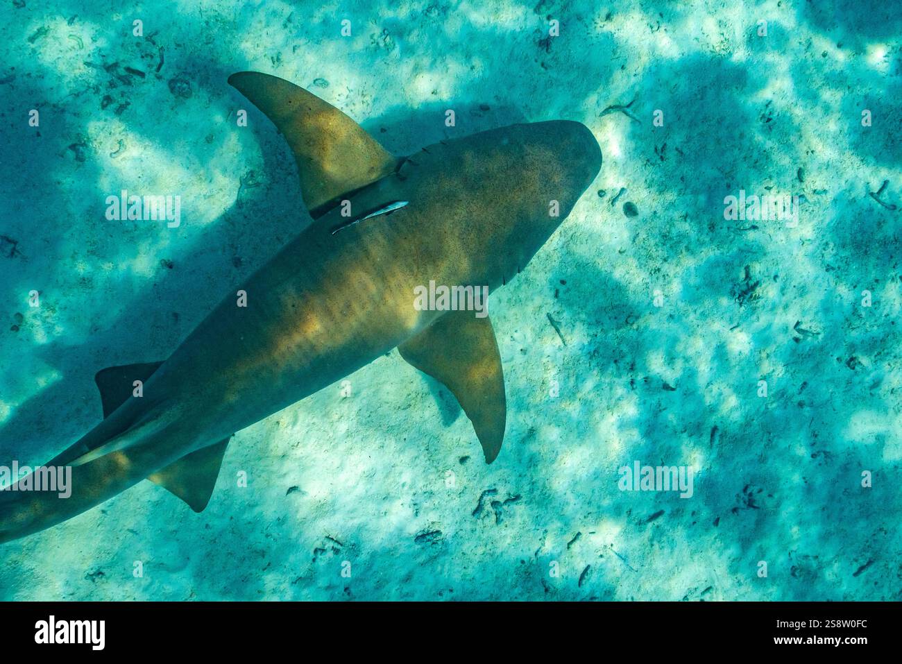 French Polynesia, Rangiroa Atoll. Close-up of nurse shark underwater ...