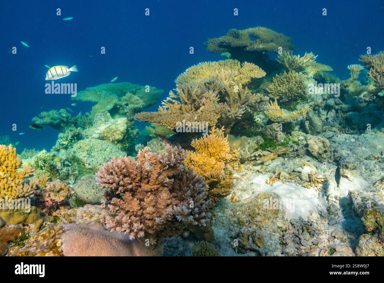 French Polynesia, Tikehau Atoll. Coral garden and convict tang fish ...