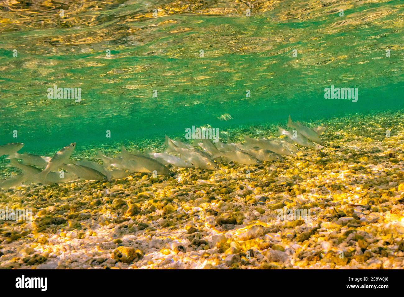 French Polynesia, Tikehau Atoll. School of mullet feeding underwater ...
