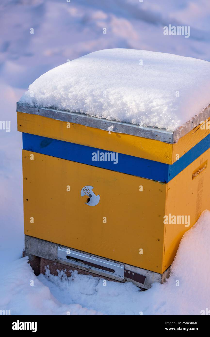 Colorful yellow and blue beehives covered with snow, close up. Beehive ...