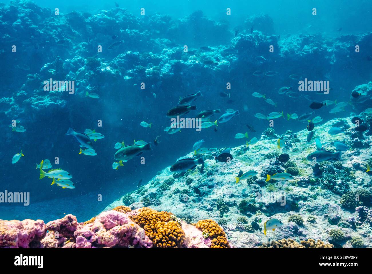 French Polynesia, Tikehau Atoll. Fish and coral underwater Stock Photo ...