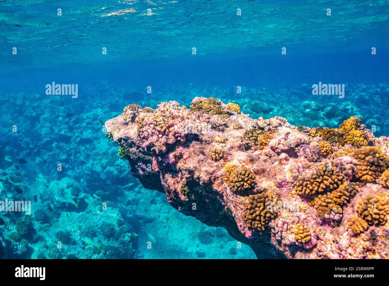 French Polynesia, Tikehau Atoll. Coral on outcrop underwater Stock ...