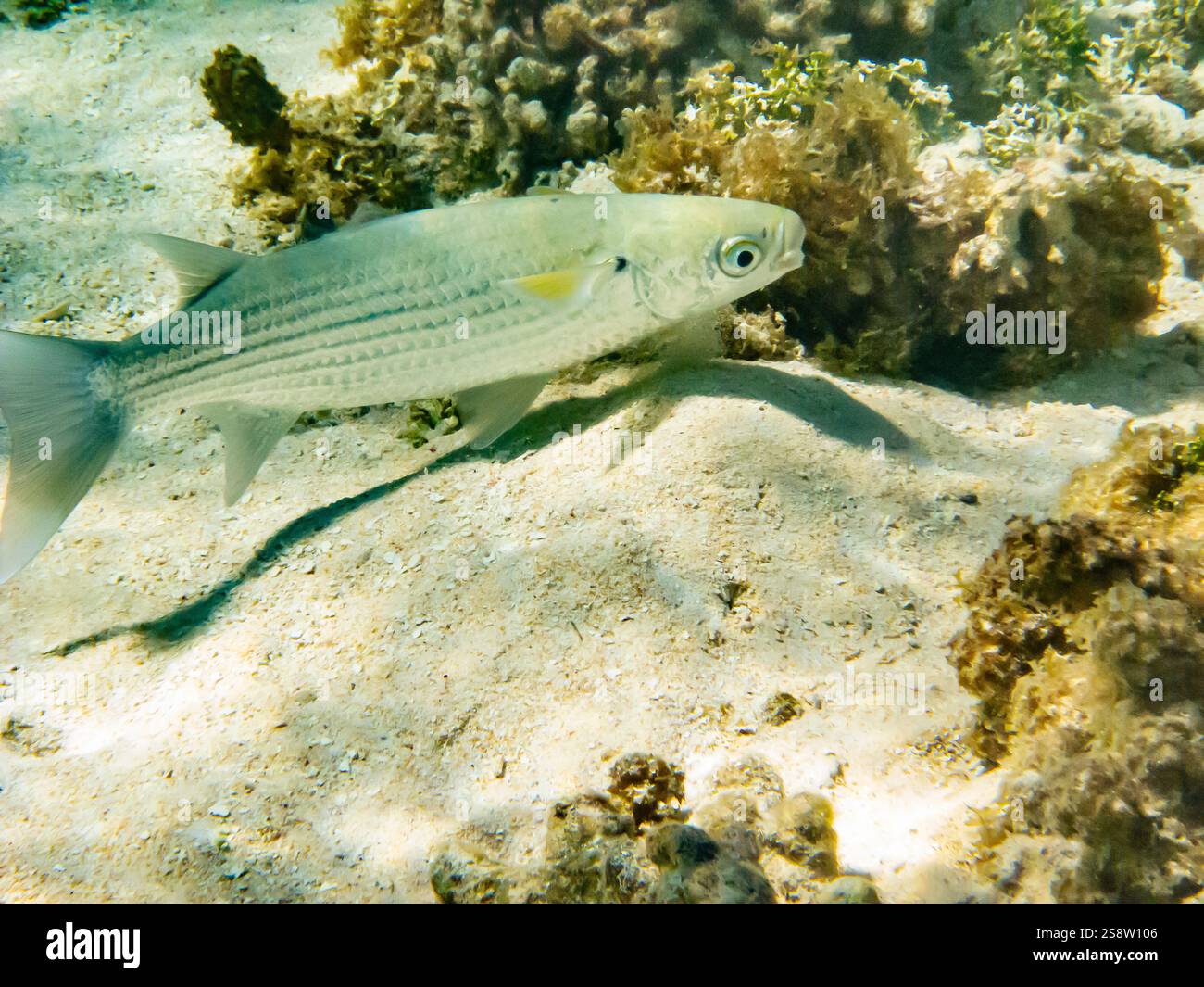 French Polynesia, Tikehau Atoll. Close-up of mullet fish underwater ...