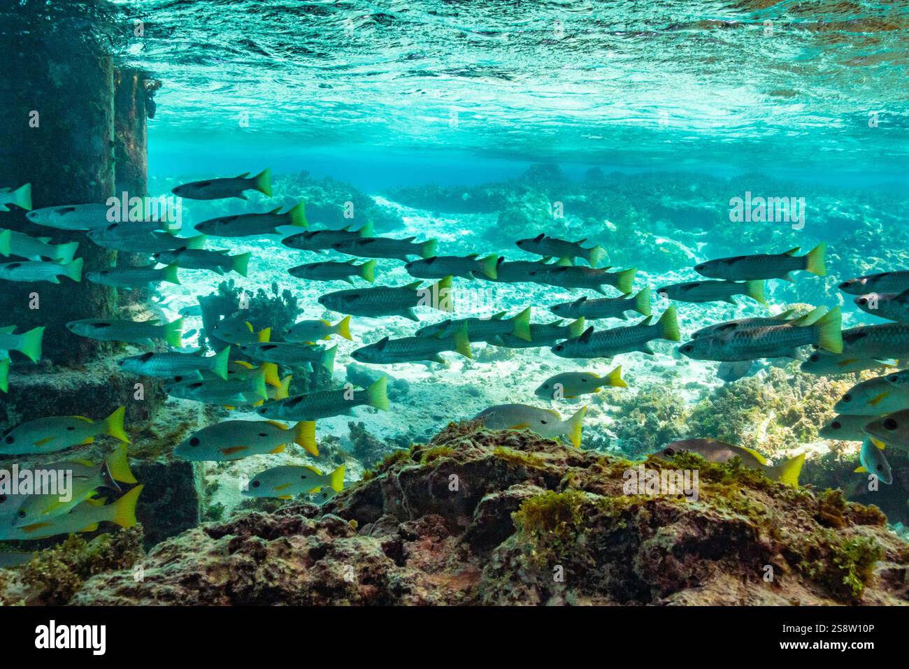 French Polynesia, Tikehau Atoll. Schools of mullet and one-spot snapper ...