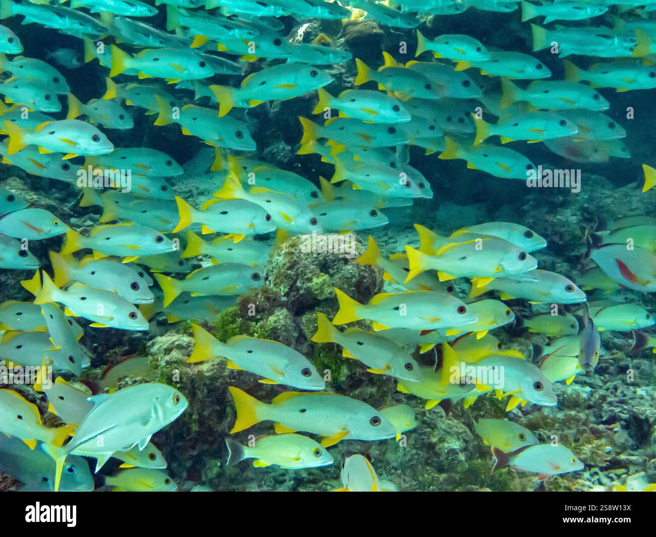 French Polynesia, Tikehau Atoll. School of one-spot snapper fish Stock ...