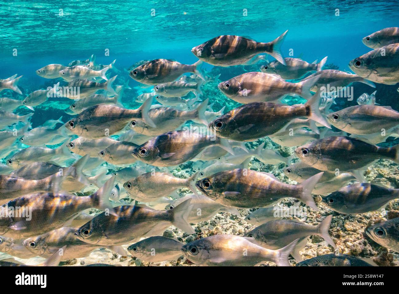 French Polynesia, Tikehau Atoll. School of flagtail fish Stock Photo ...