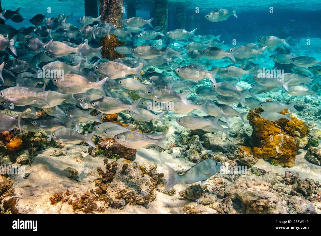 French Polynesia, Tikehau Atoll. School of flagtail fish Stock Photo ...