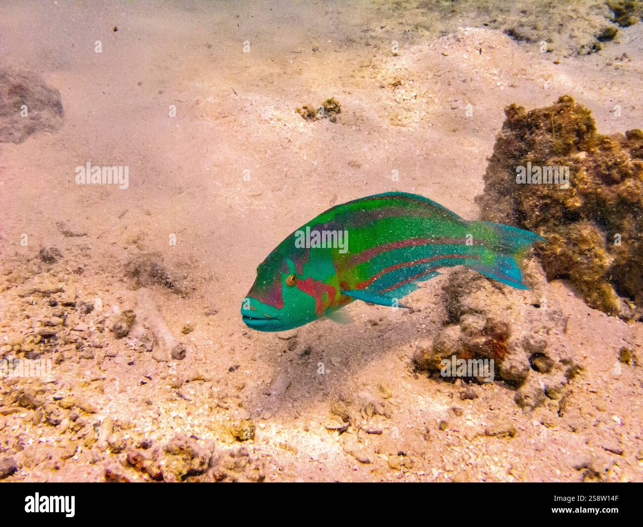 French Polynesia, Tikehau Atoll. Surge wrasse fish close-up underwater ...