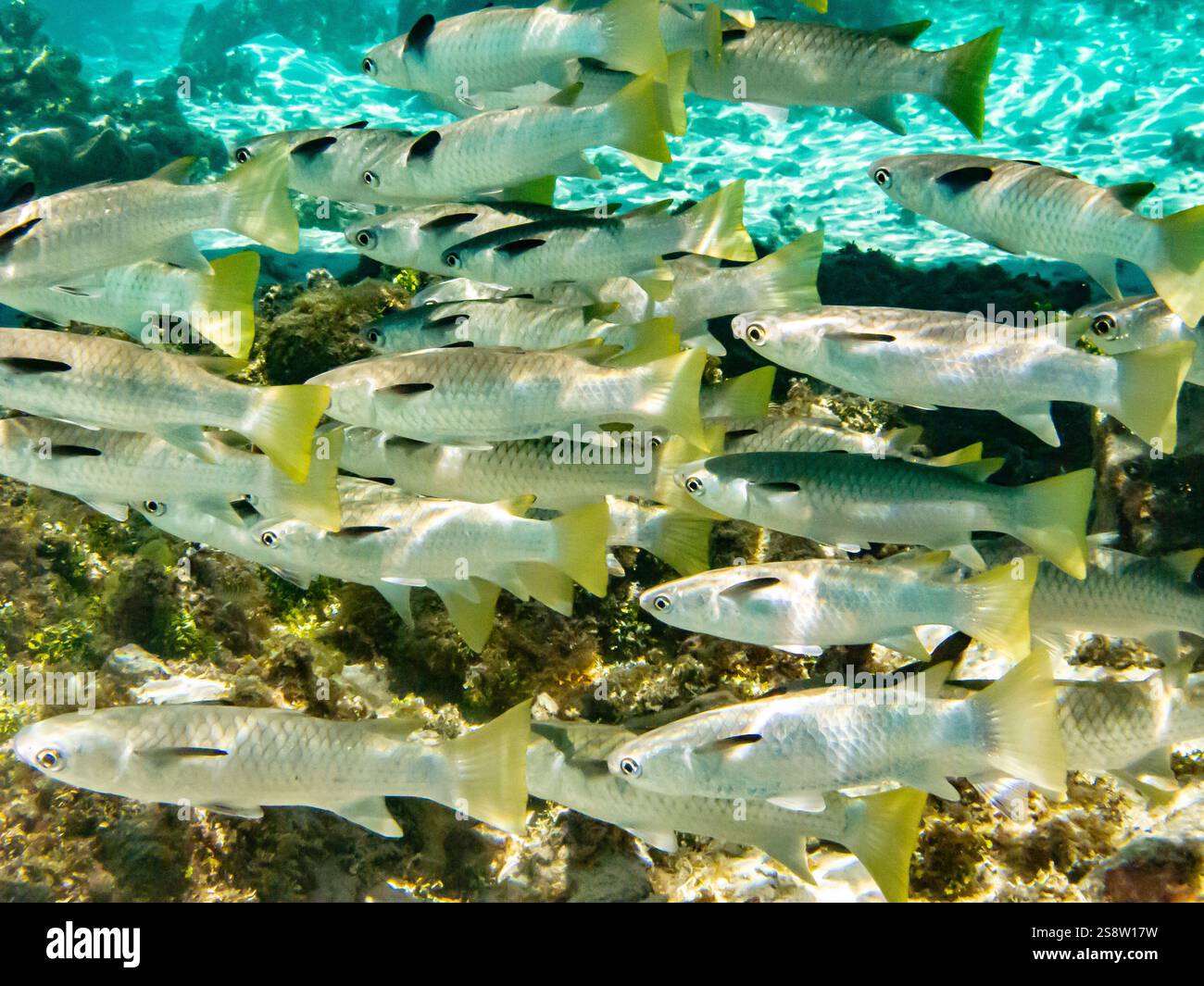 French Polynesia, Tikehau Atoll. School of mullet fish close-up Stock ...