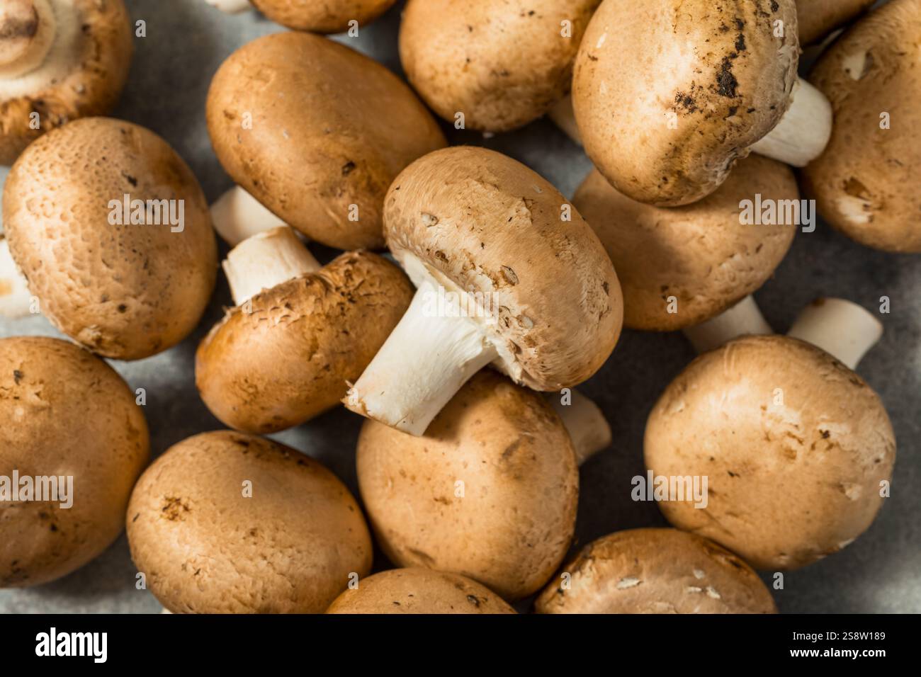 Raw Organic Cremini Baby Bella Mushrooms Ready to Cook With Stock Photo ...