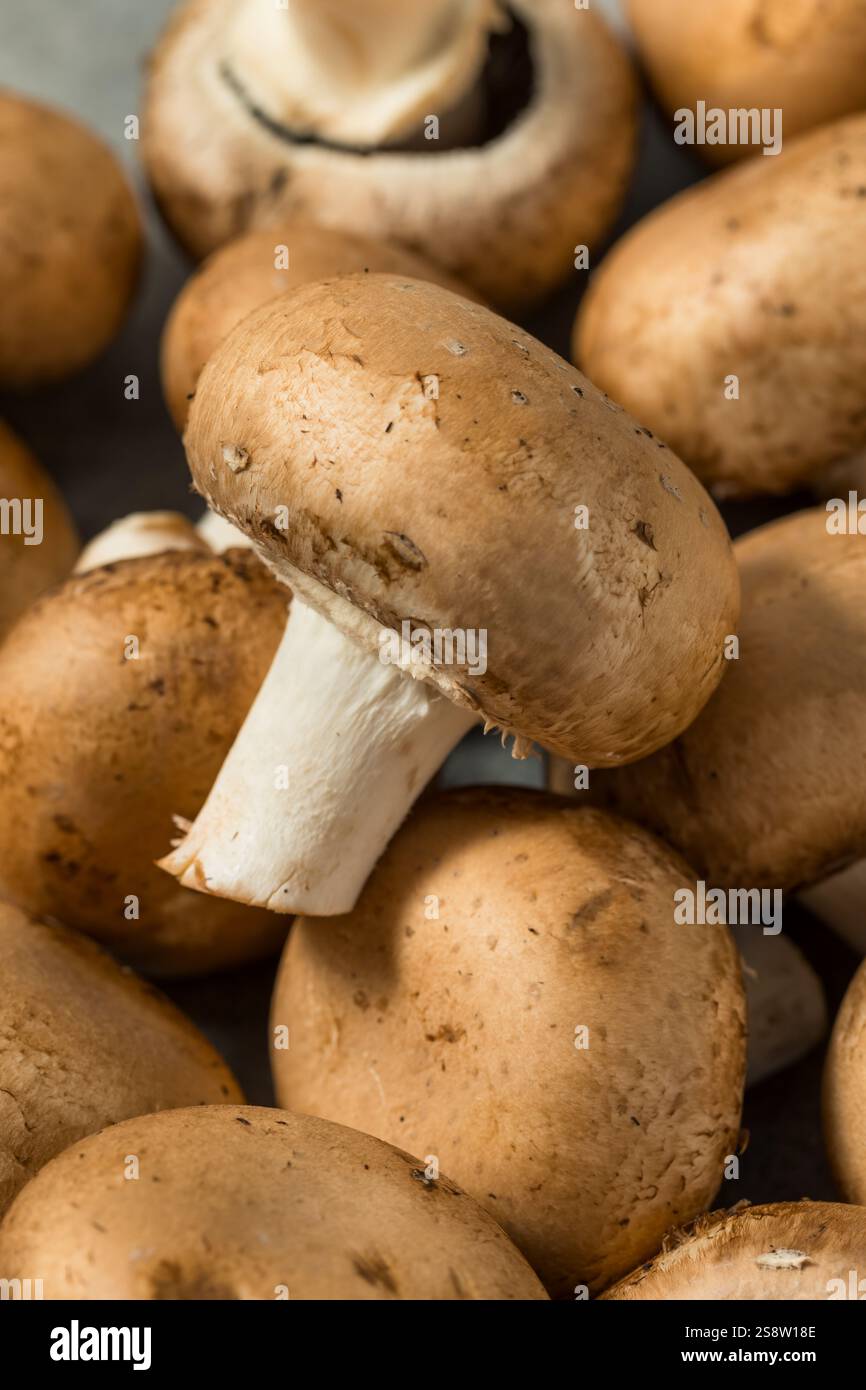 Raw Organic Cremini Baby Bella Mushrooms Ready to Cook With Stock Photo ...