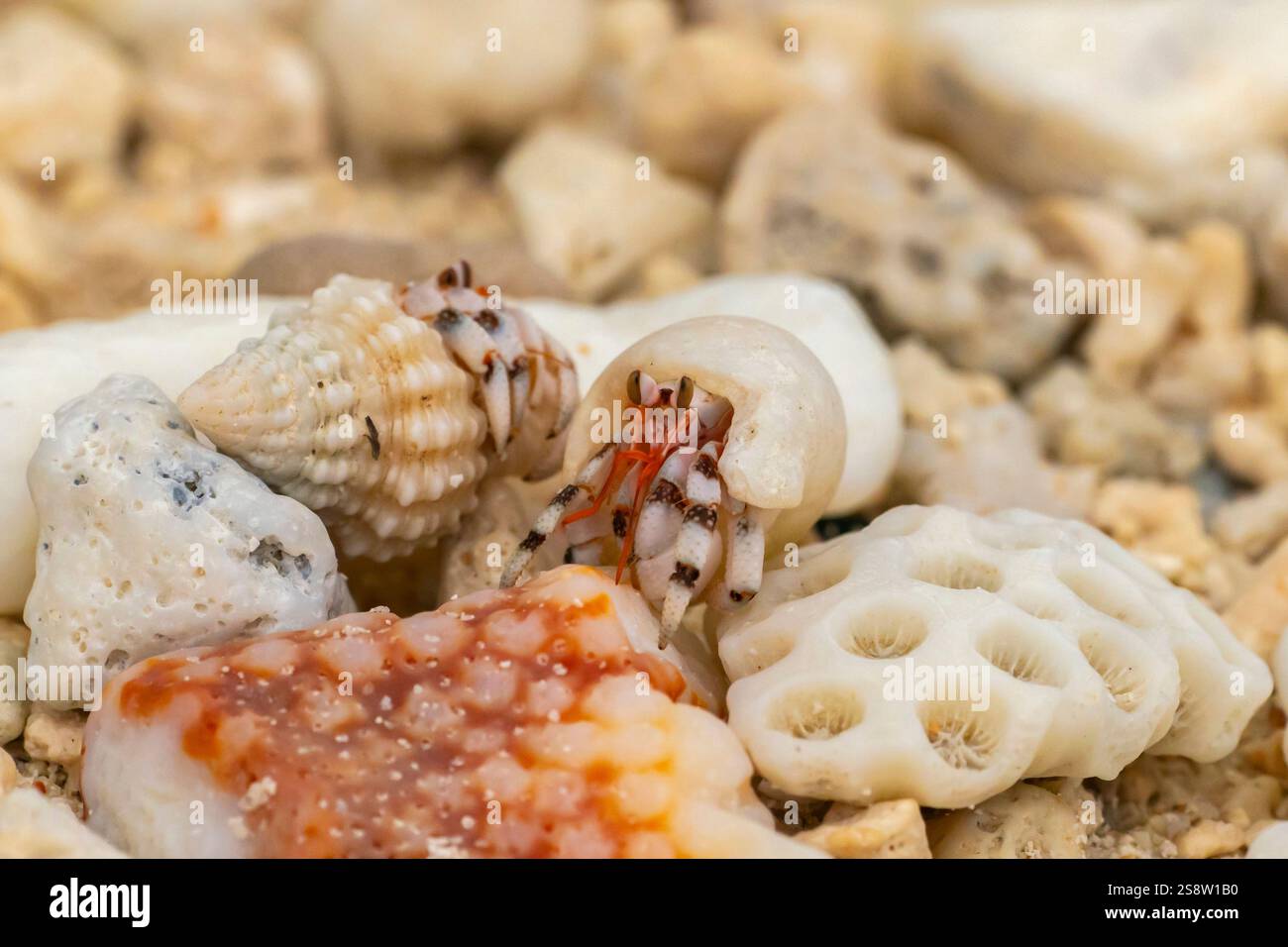 French Polynesia, Rangiroa Atoll. Hermit crabs inside shells Stock ...