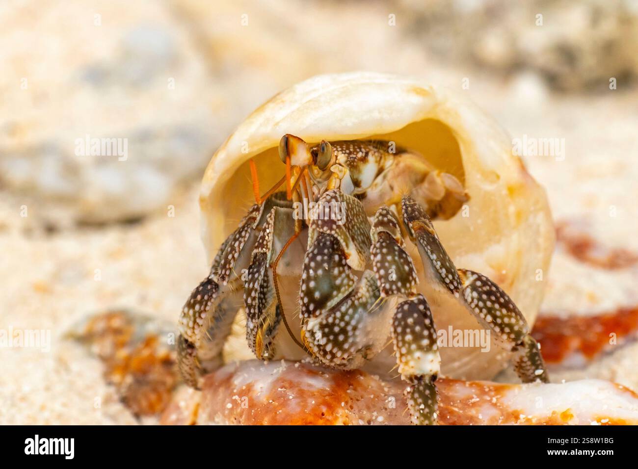 French Polynesia, Rangiroa Atoll. Hermit crab inside shell Stock Photo ...