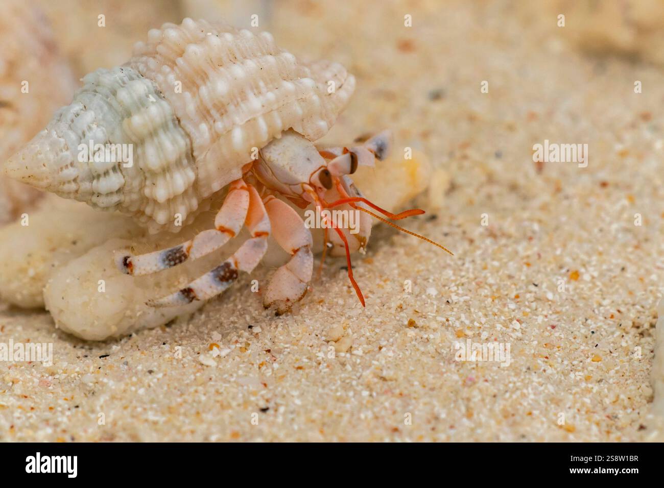 French Polynesia, Rangiroa Atoll. Hermit crab inside shell Stock Photo ...