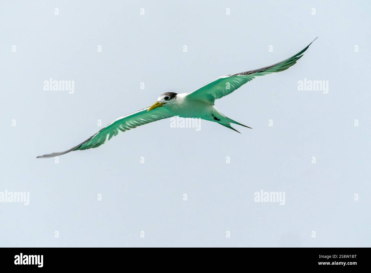 French Polynesia, Rangiroa Atoll. Great crested tern in flight Stock ...
