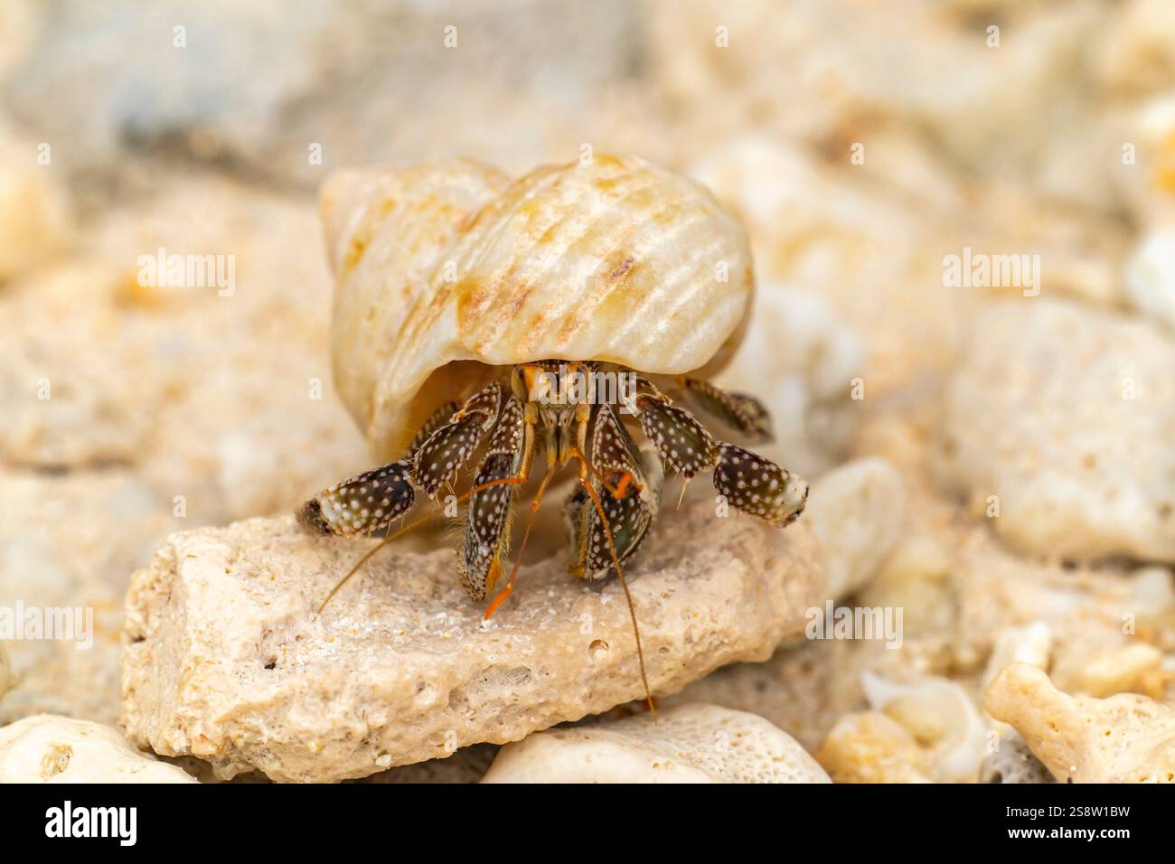 French Polynesia, Rangiroa Atoll. Hermit crab inside shell Stock Photo ...