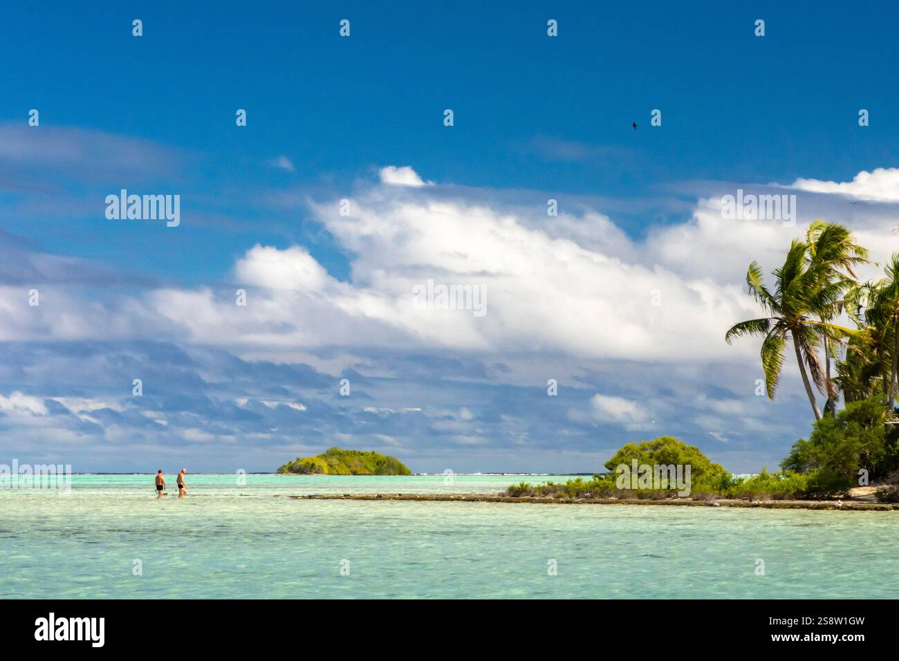 French Polynesia, Rangiroa Atoll. Men wading in Blue Lagoon Stock Photo ...