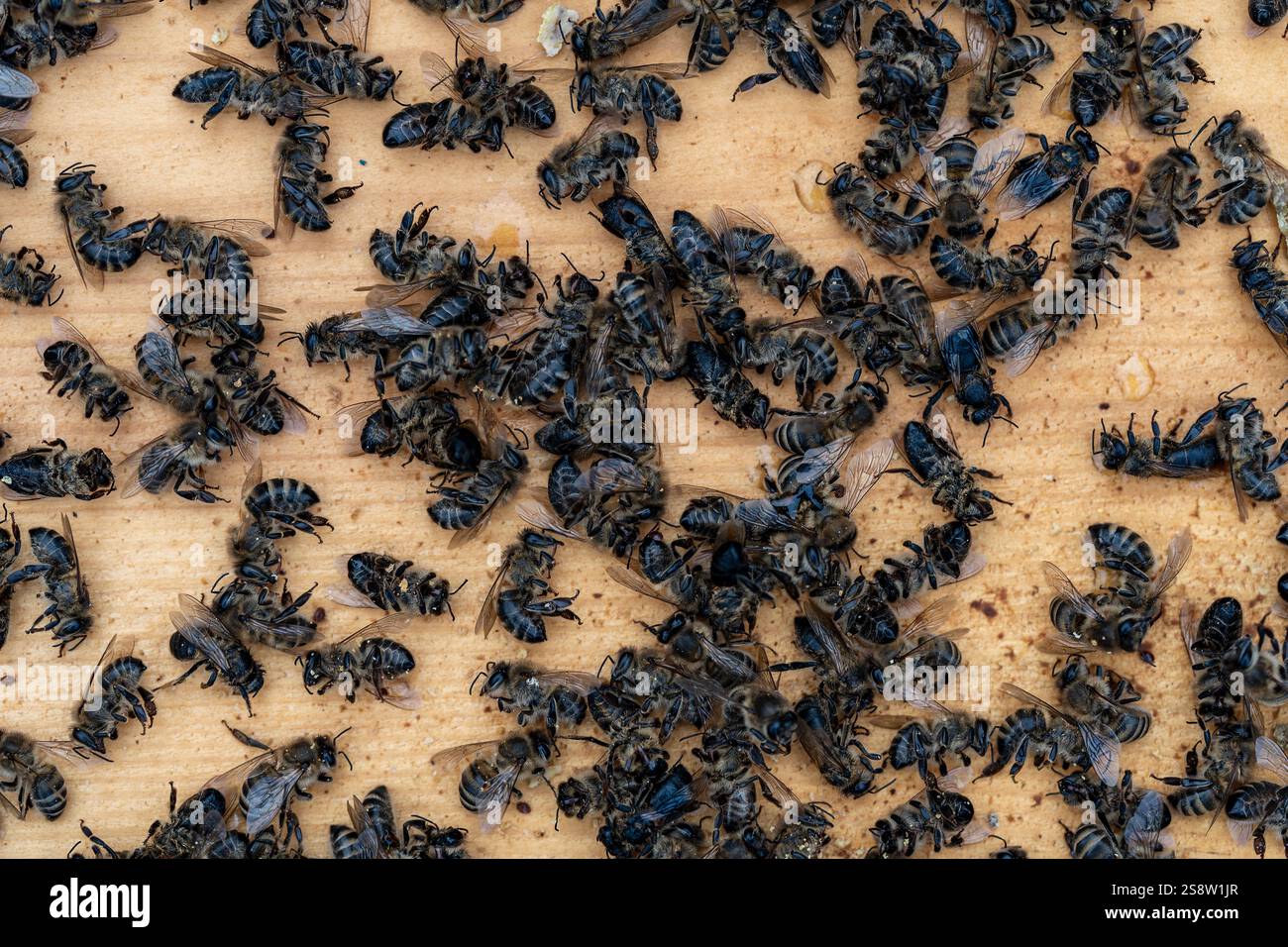 Many dead bees in the hive, close up. Colony collapse disorder. Starvation, pesticide exposure ...
